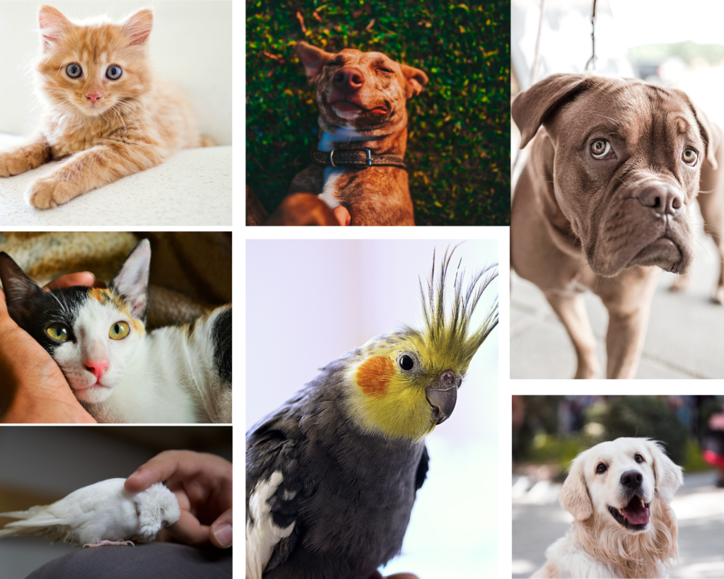 Evcil Hayvanların İnsan Psikolojindeki Etkilerini Biliyor Muydunuz ...