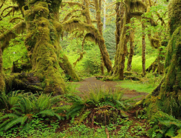 Dünyadaki En Büyüleyici Orman: Amazon Yağmur Ormanları | Türkiye Zeka Vakfı